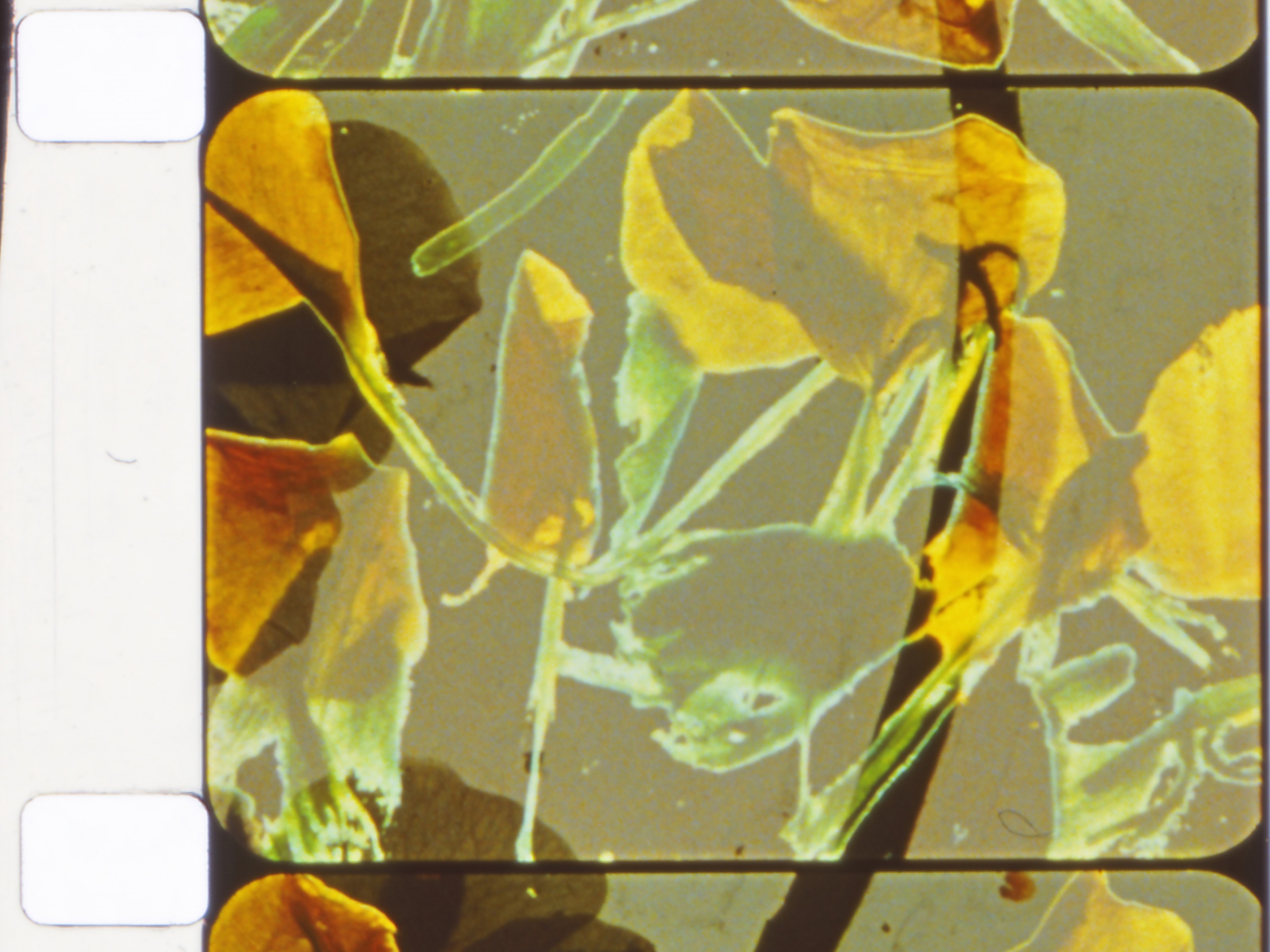 Stan Brakhage: In Memoriam - Harvard Film Archive