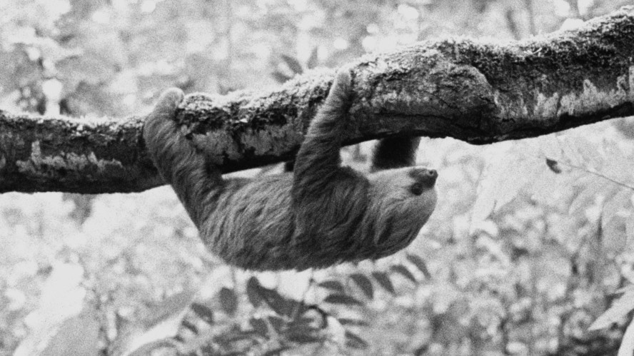 Harvard Film Archive