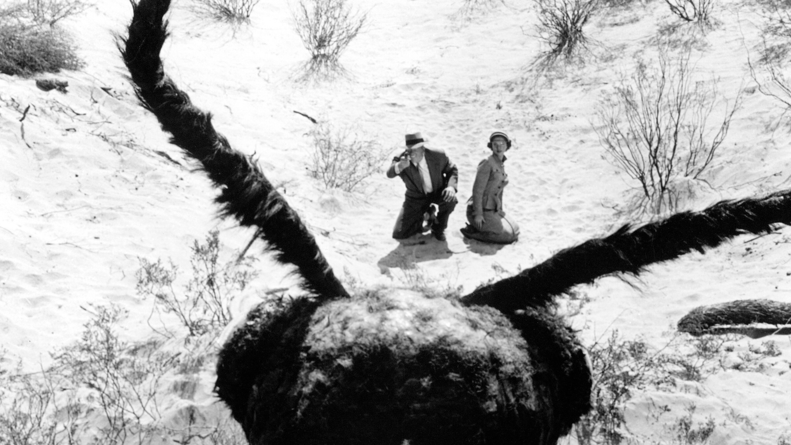 Cold War Paranoia - Harvard Film Archive