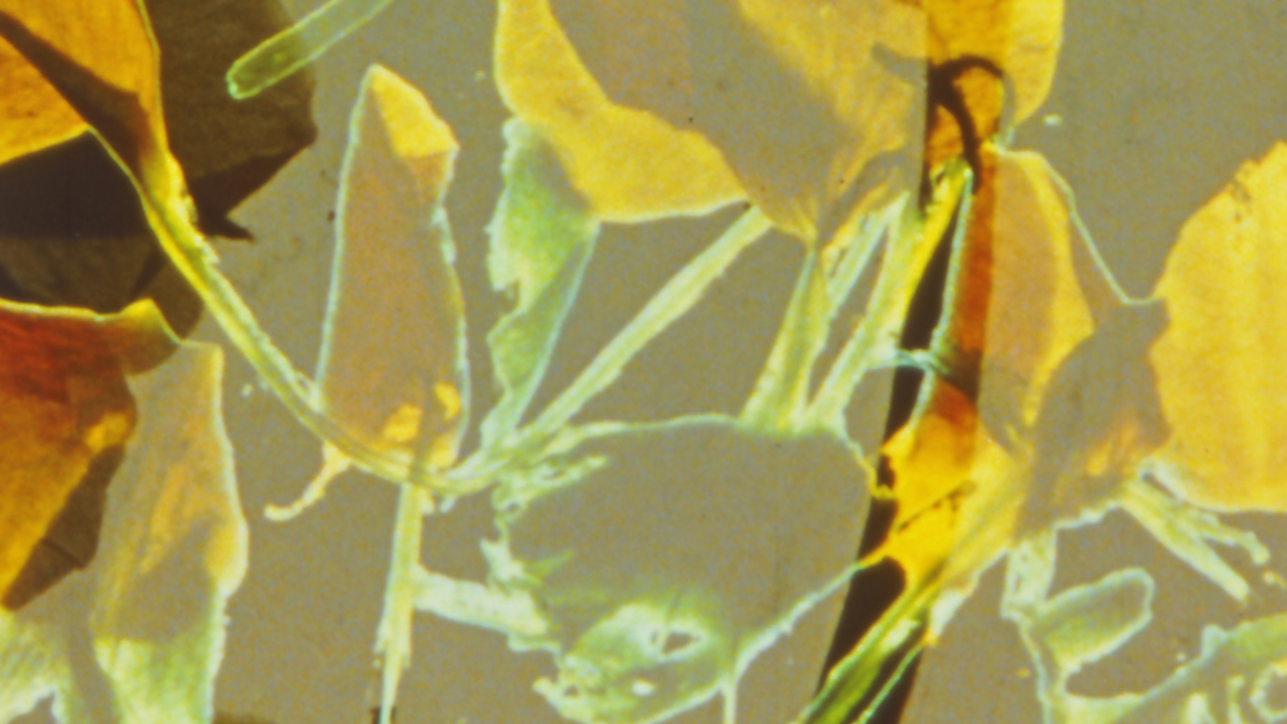 Stan Brakhage's Metaphors On Vision - Harvard Film Archive
